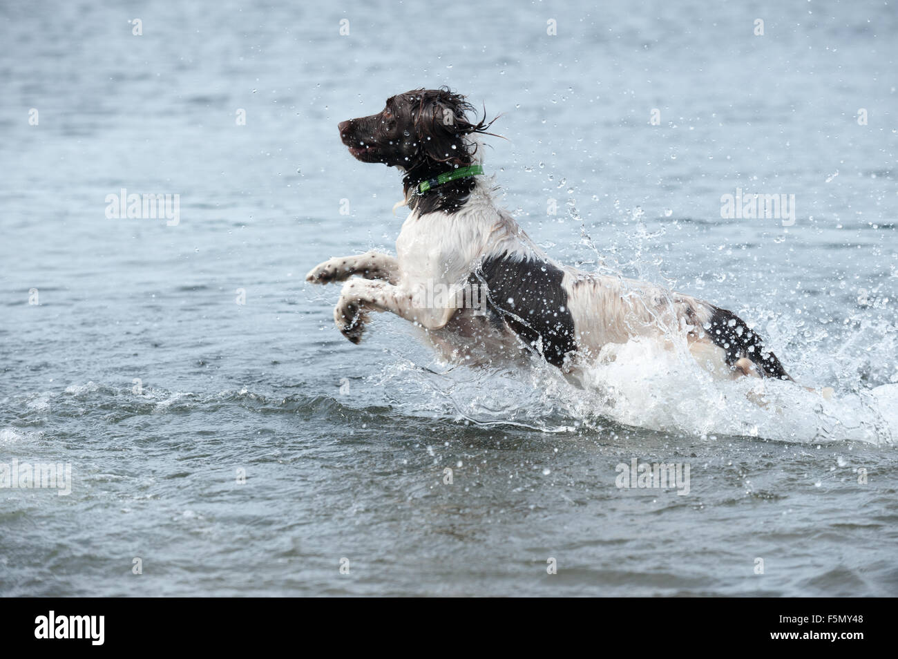 Springer Spaniel running in the sea, Sandwell Provincial Park, Gabriola ...