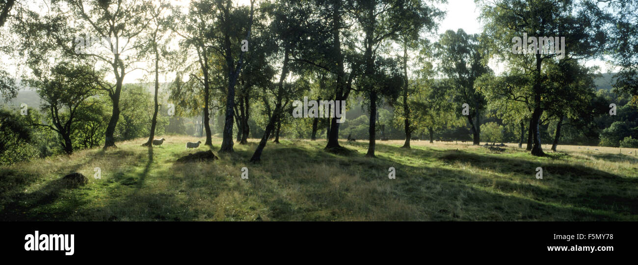 Perthshire, Scotland, UK. 08th Jan, 2005. Sheep walk through the woods ...