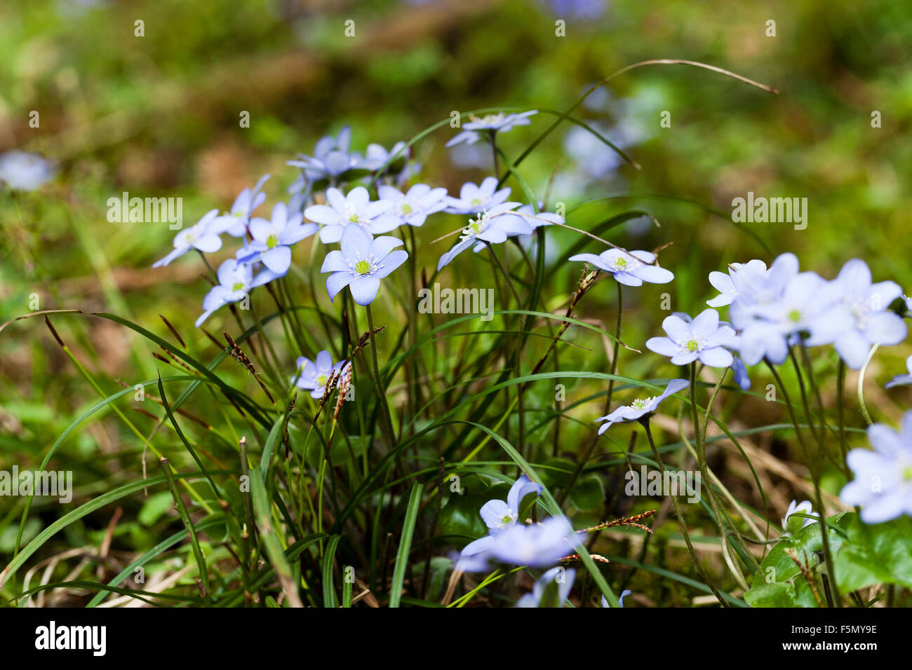 blue spring flowers Stock Photo - Alamy