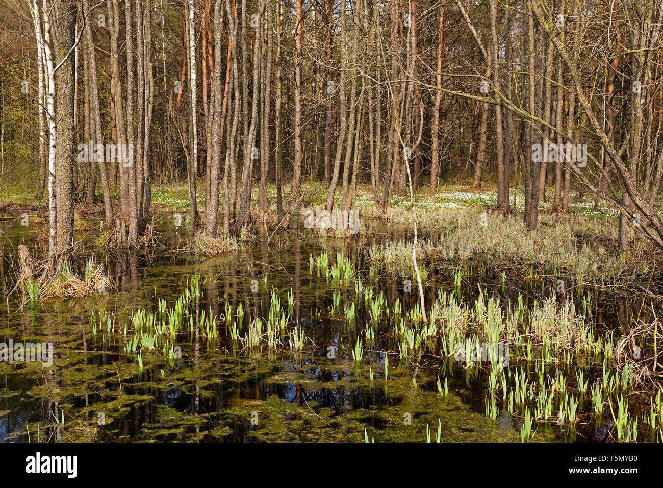 swamp . spring season Stock Photo - Alamy