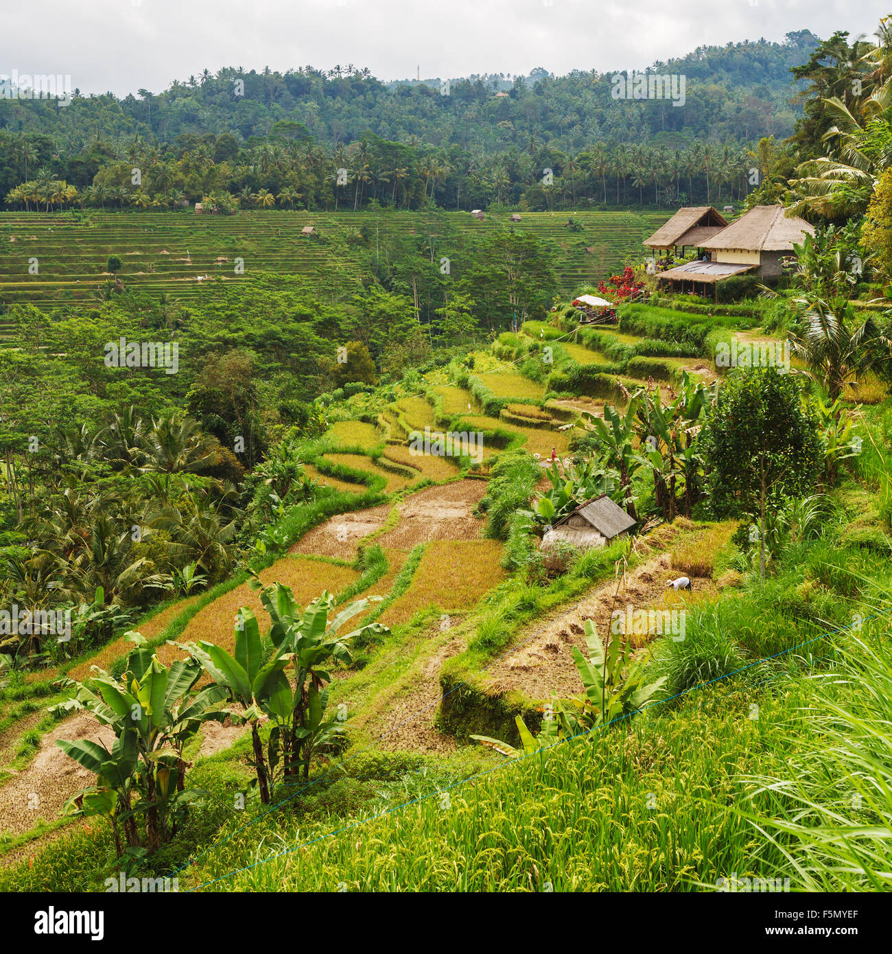 Traditional Village with Rice Field in Jungle in the Heart of Bali ...