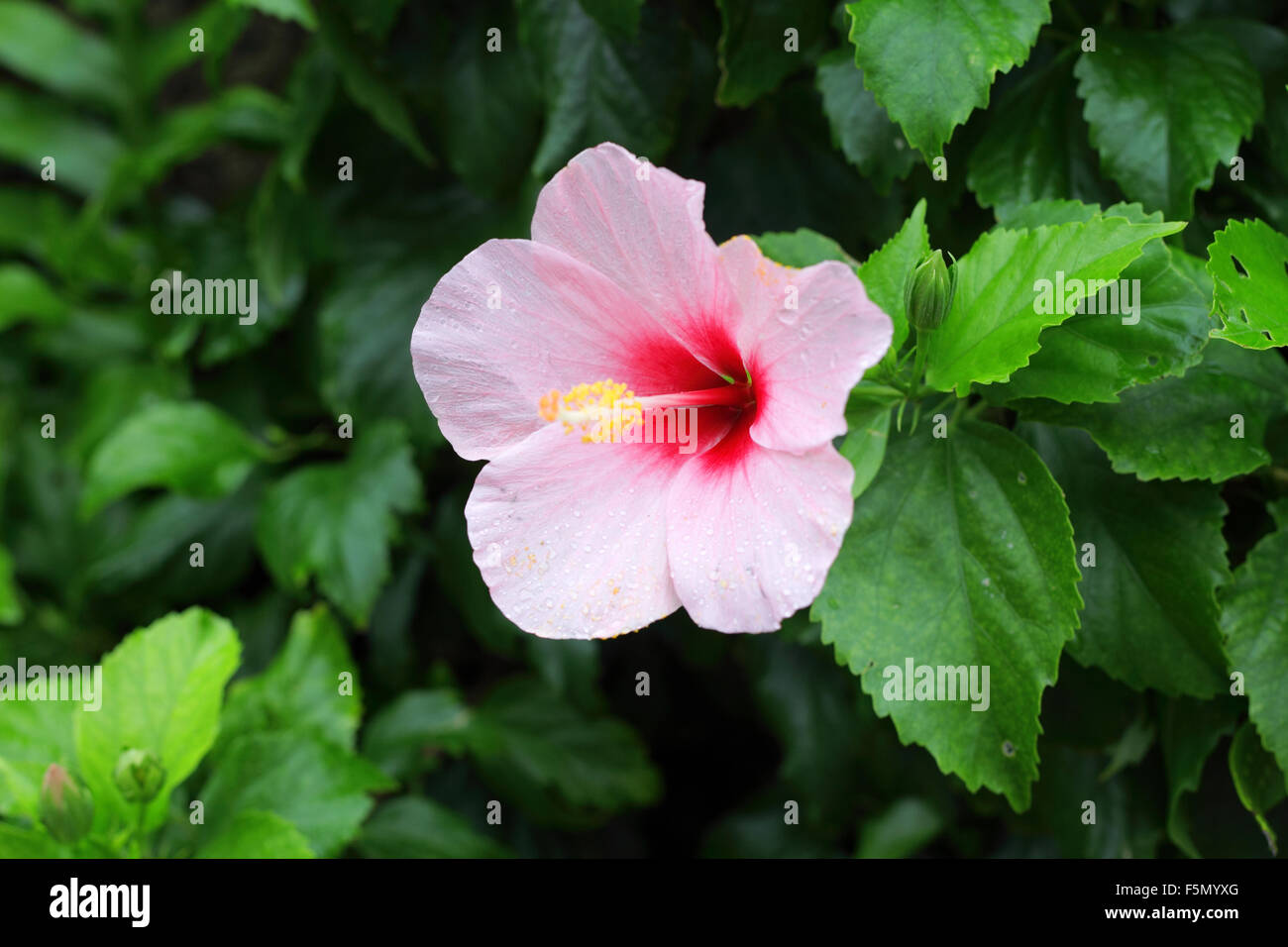 Hibiscus flower in Okinawa, Japan Stock Photo - Alamy