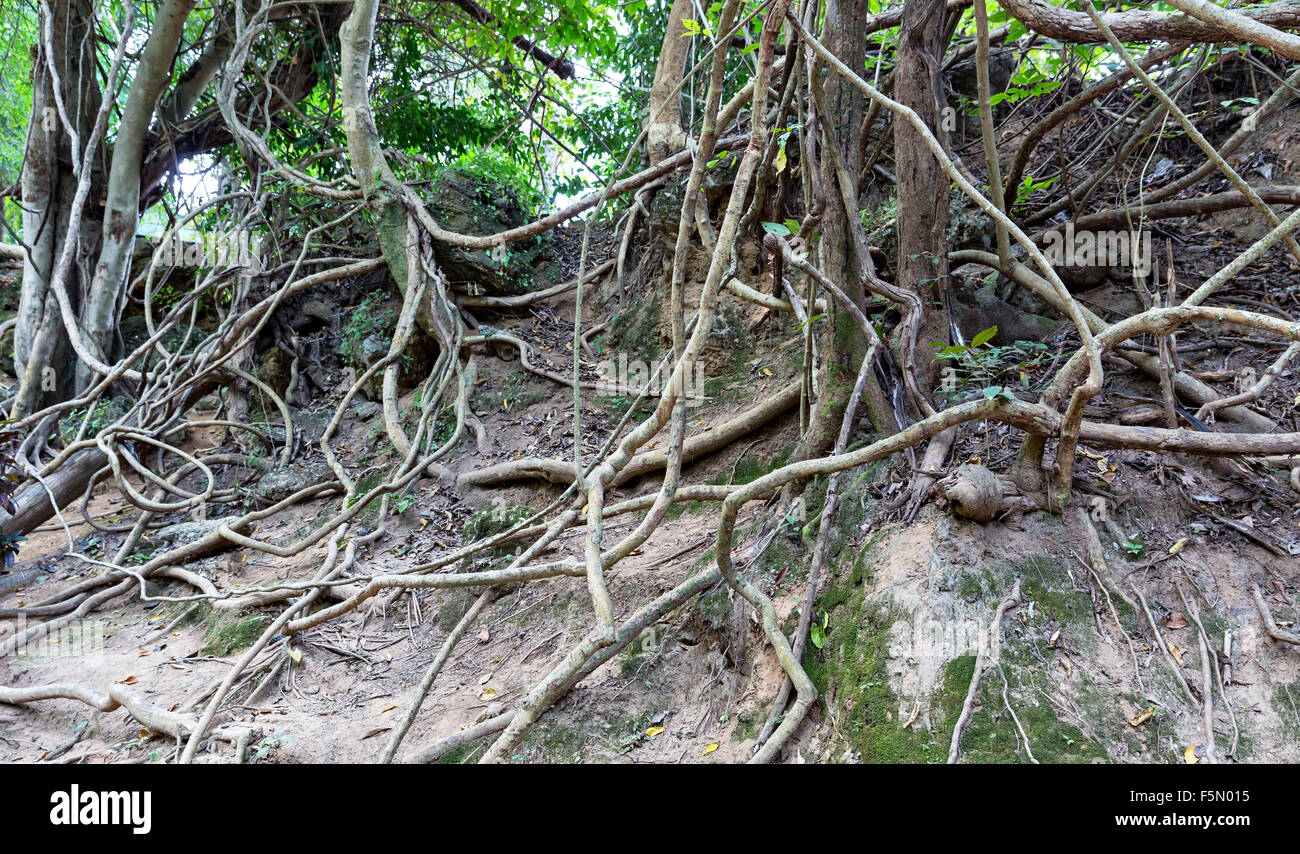 Tropical tree roots outdoor shot Stock Photo - Alamy