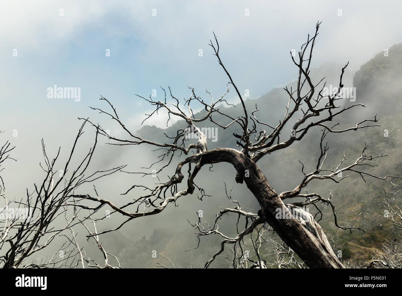 Dry dead trees in foggy mountains. Toned image Stock Photo - Alamy
