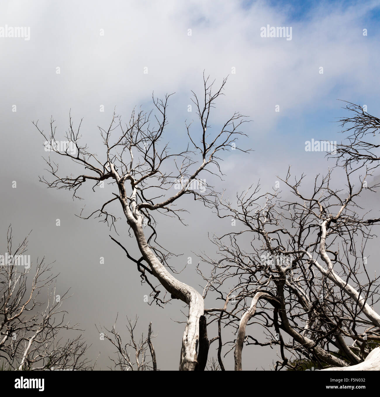 Dry dead trees in foggy mountains Stock Photo - Alamy