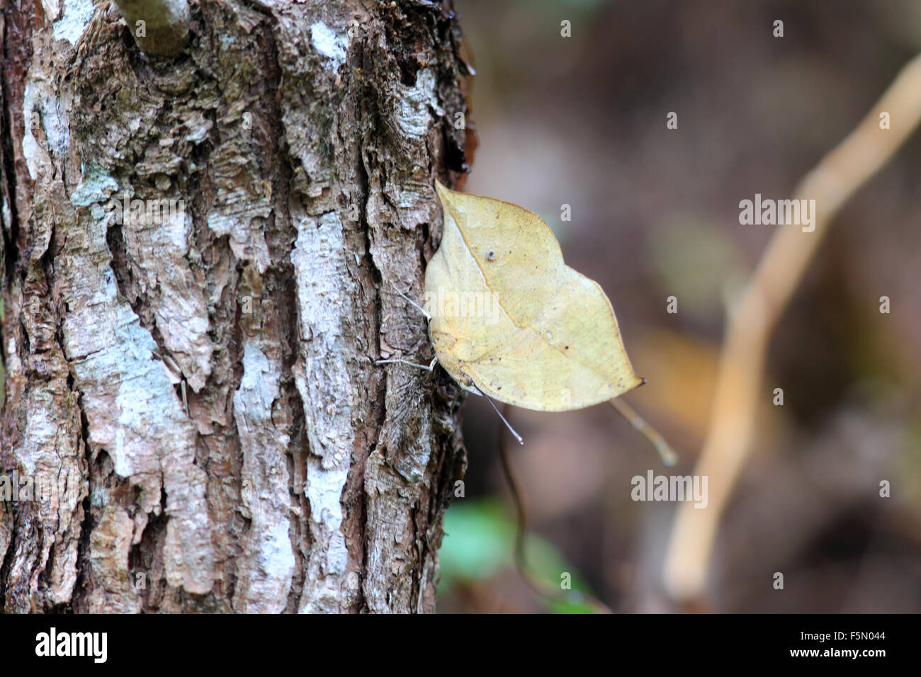 Kallima butterfly hi-res stock photography and images - Alamy