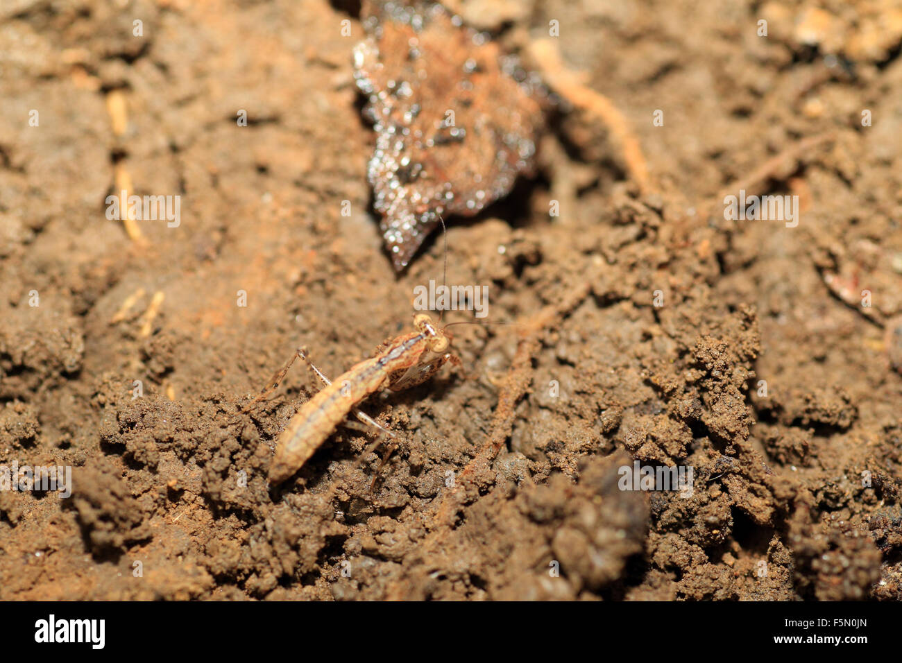 Pray mantis hi-res stock photography and images - Alamy