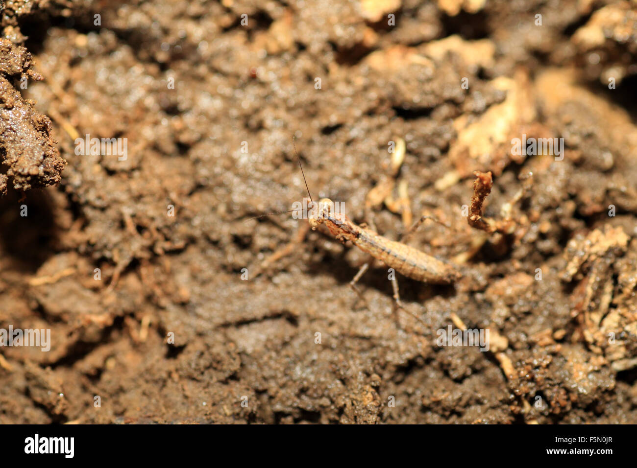 Praying mantis in asia hi-res stock photography and images - Alamy