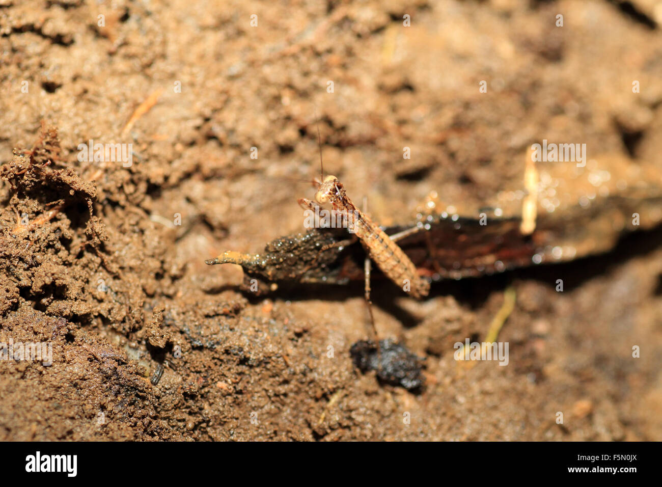 Small Pray mantis (Amantis nawai) in Japan Stock Photo - Alamy