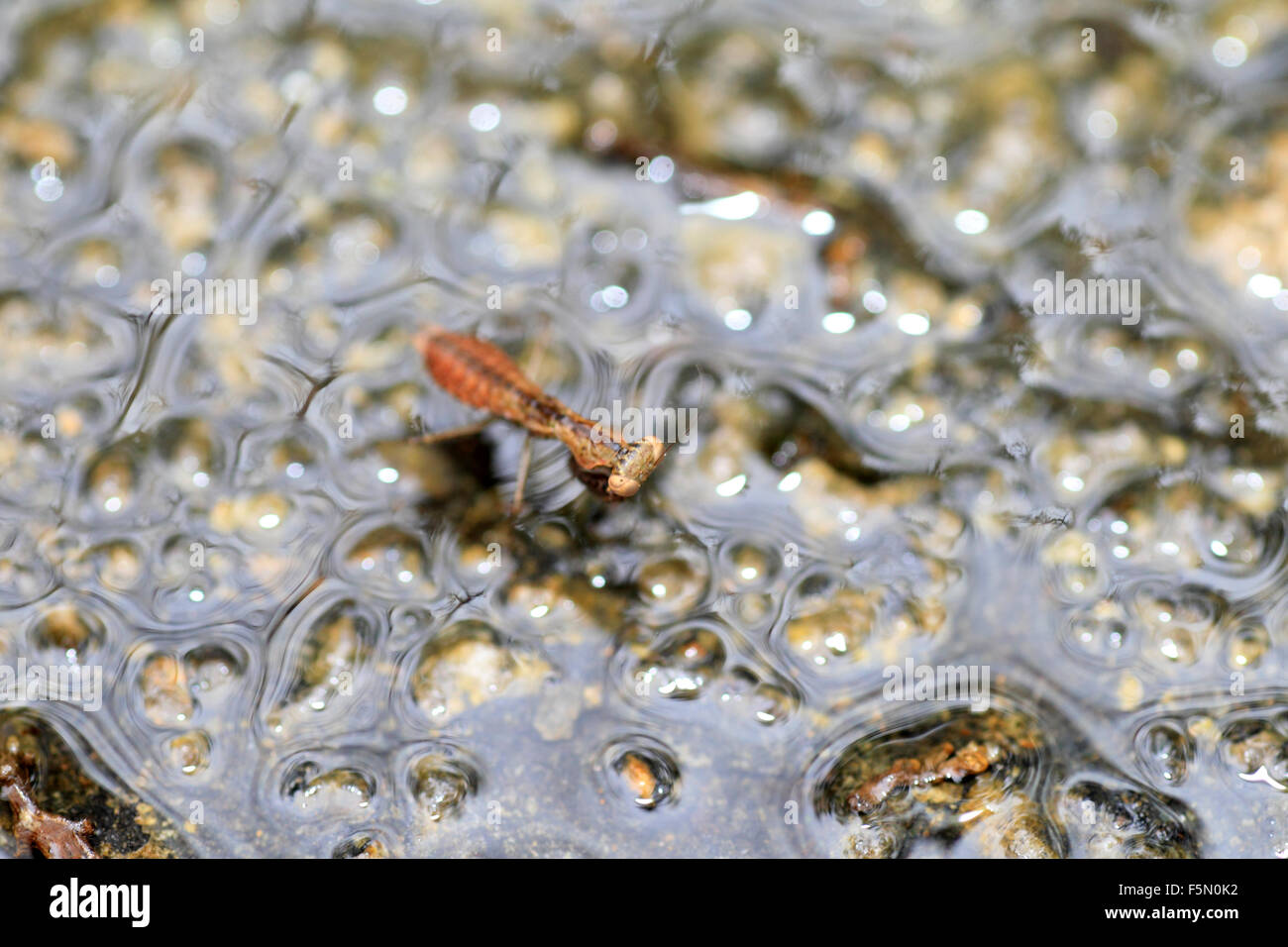 Small Pray mantis (Amantis nawai) in Japan Stock Photo - Alamy