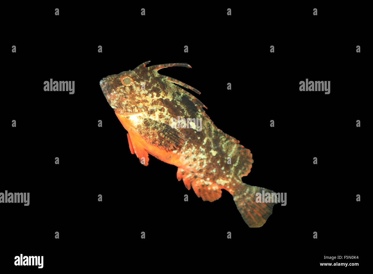 Redfin velvetfish hi-res stock photography and images - Alamy