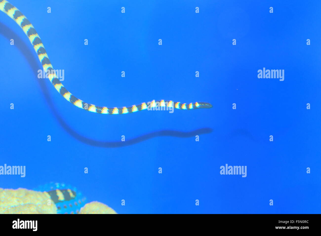 Erabu black-banded sea krait (Laticauda semifasciata) close up Stock ...