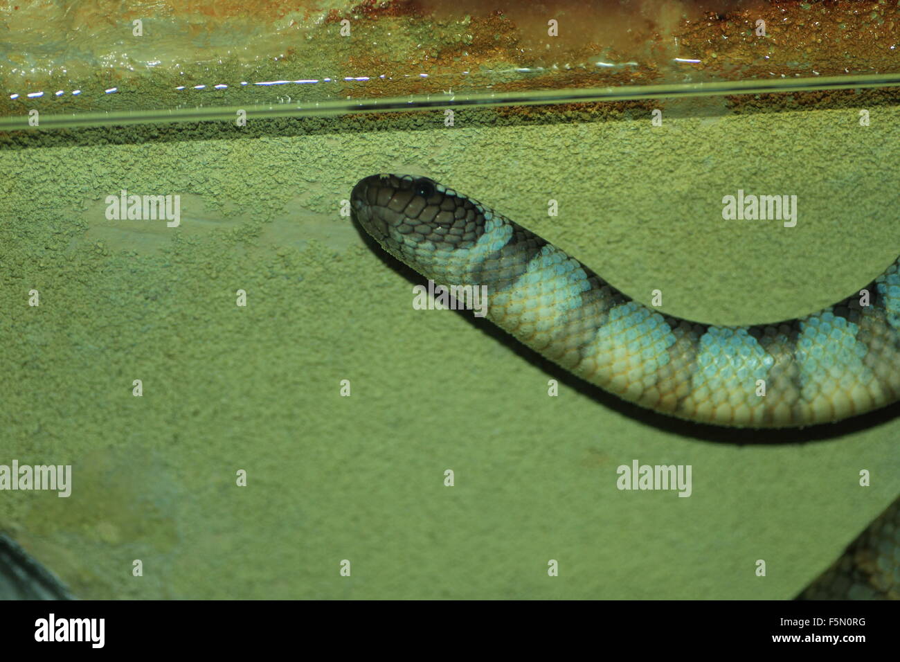 Black Banded Sea Snake Okinawa