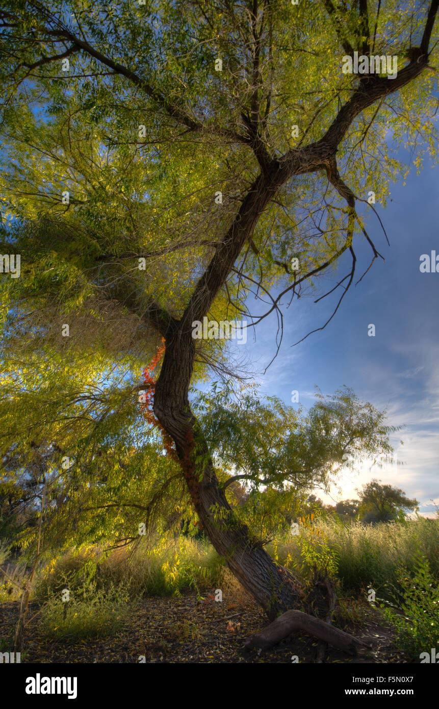 Albuquerque autumn fall hi-res stock photography and images - Alamy