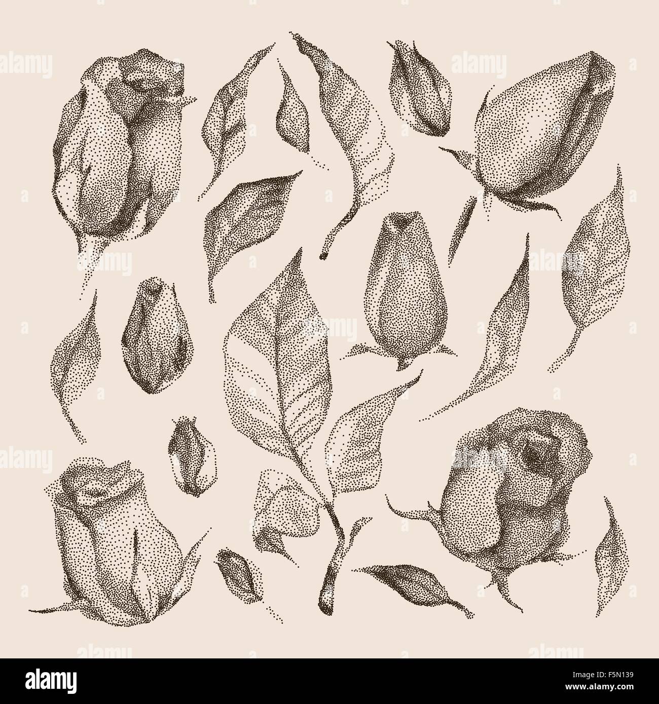 Black white engraving roses Stock Vector Images - Alamy