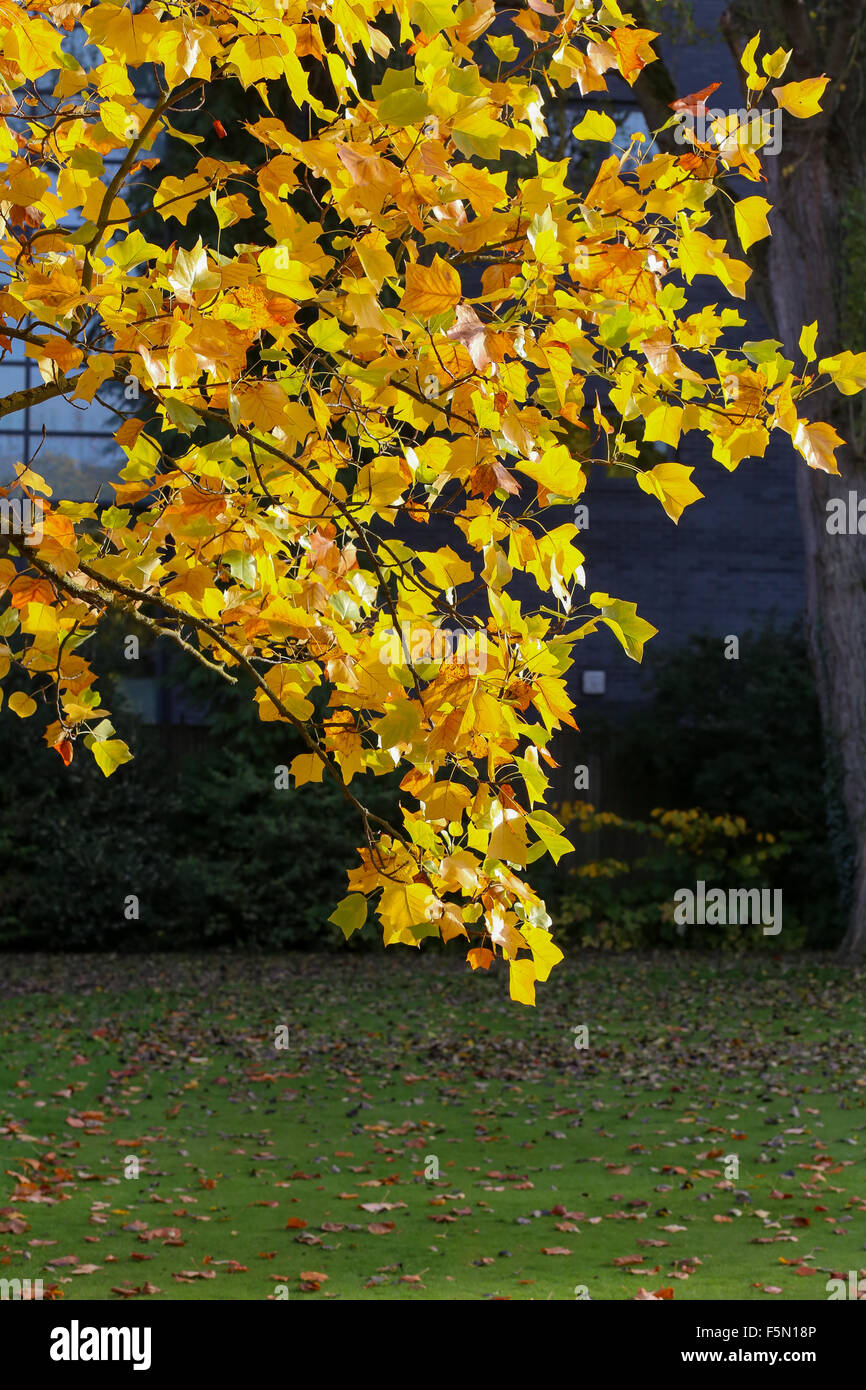 Yellow, orange and red autumn leaves on sunny day in Oxford University ...