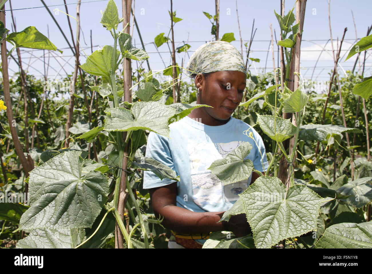 Maputo. 5th Nov, 2015. A Mozambican farmer learns farming technique at ...