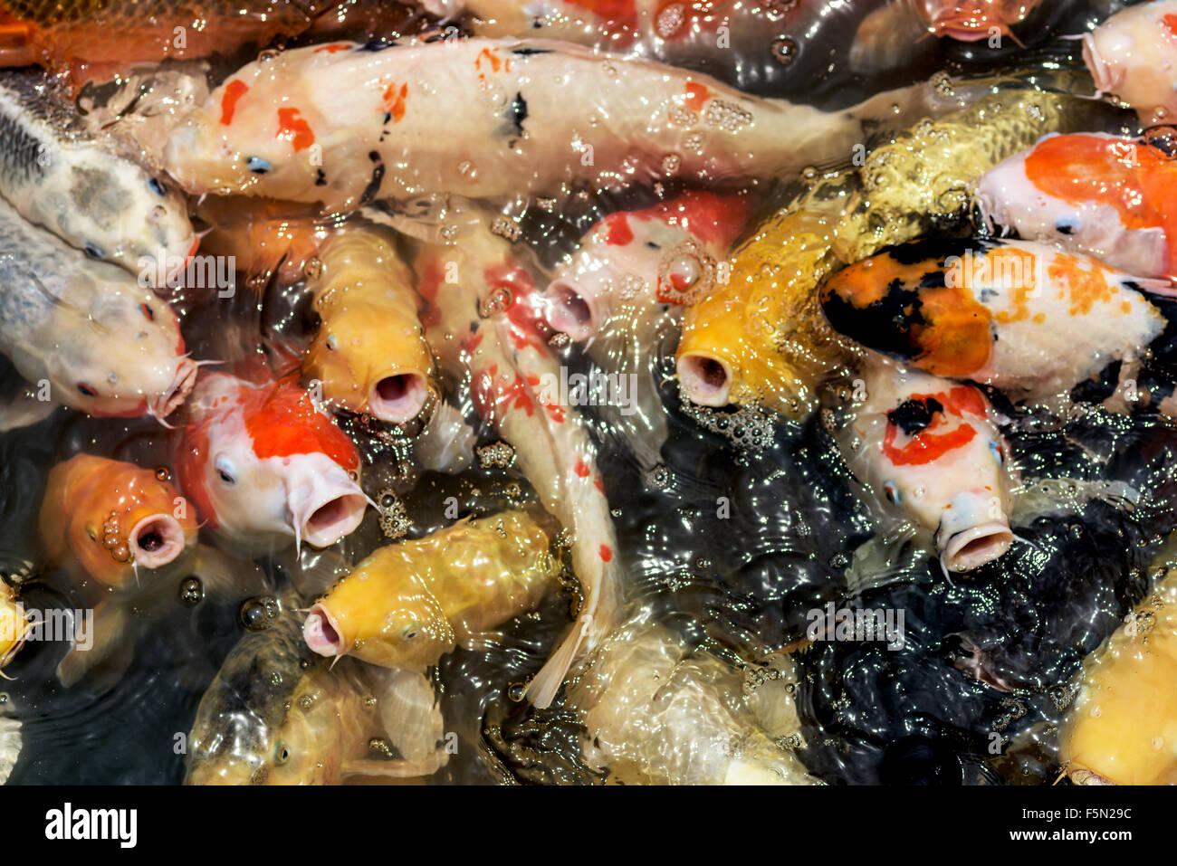 Shukkeien park hi-res stock photography and images - Alamy