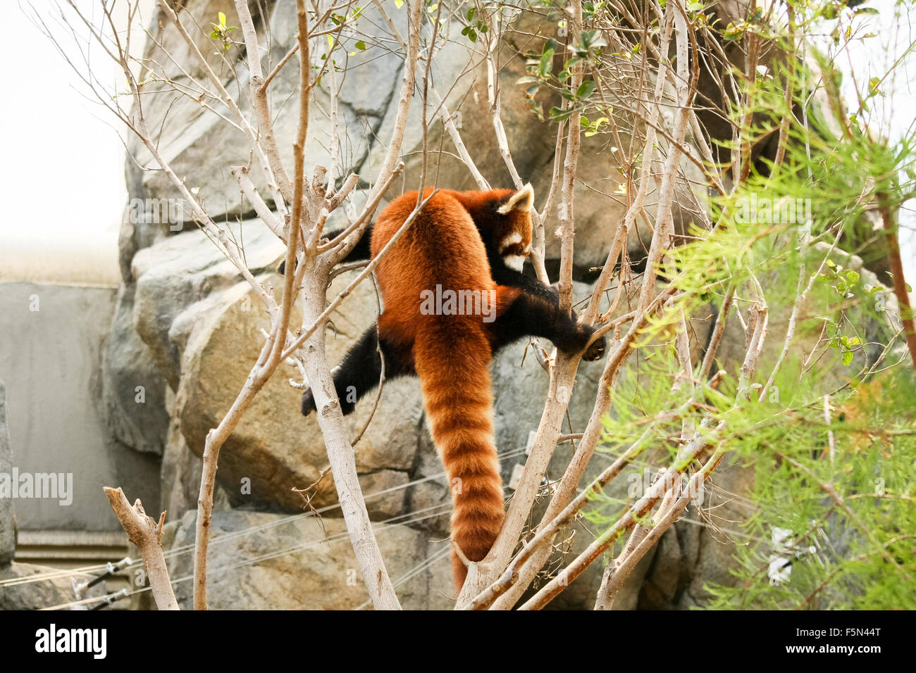 Red panda climbing on tree Stock Photo - Alamy