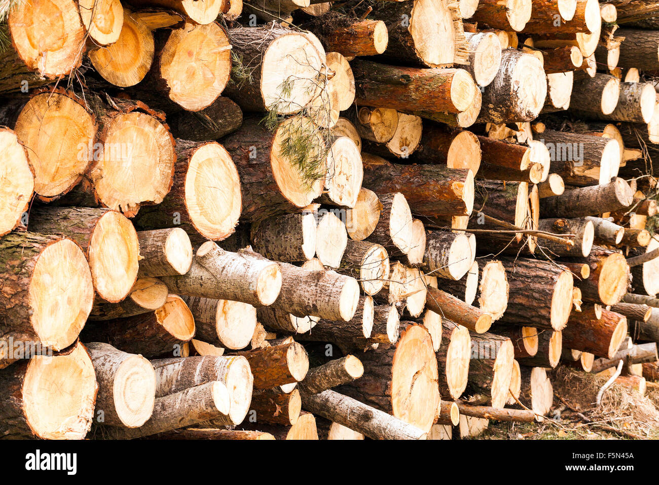 photographed close-up timber Stock Photo - Alamy