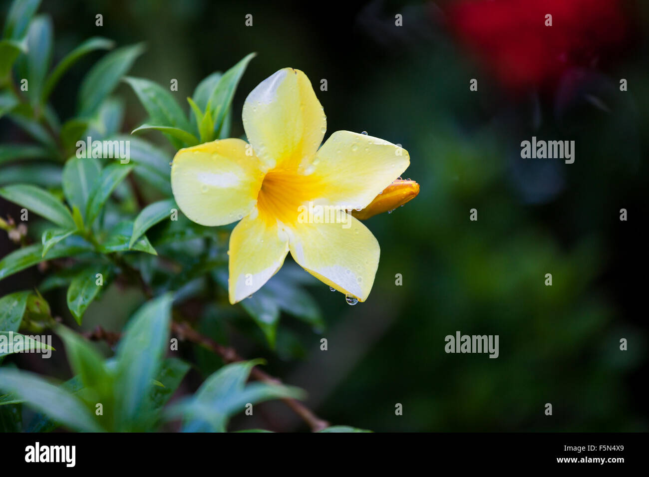 Allamanda flower hi-res stock photography and images - Alamy