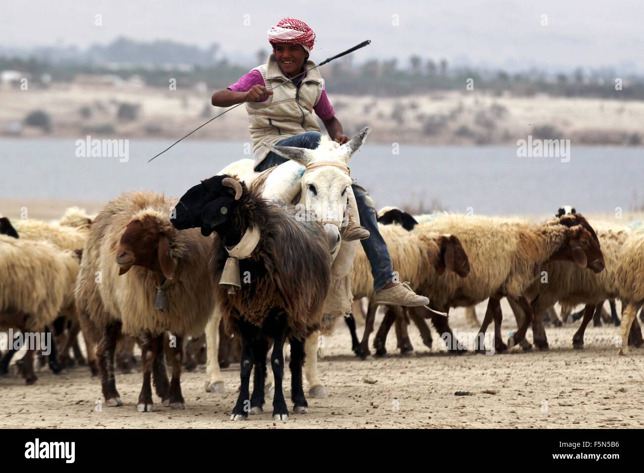 Jordan Valley, Jordan. 6th Nov, 2015. A Jordanian shepherd herds his ...