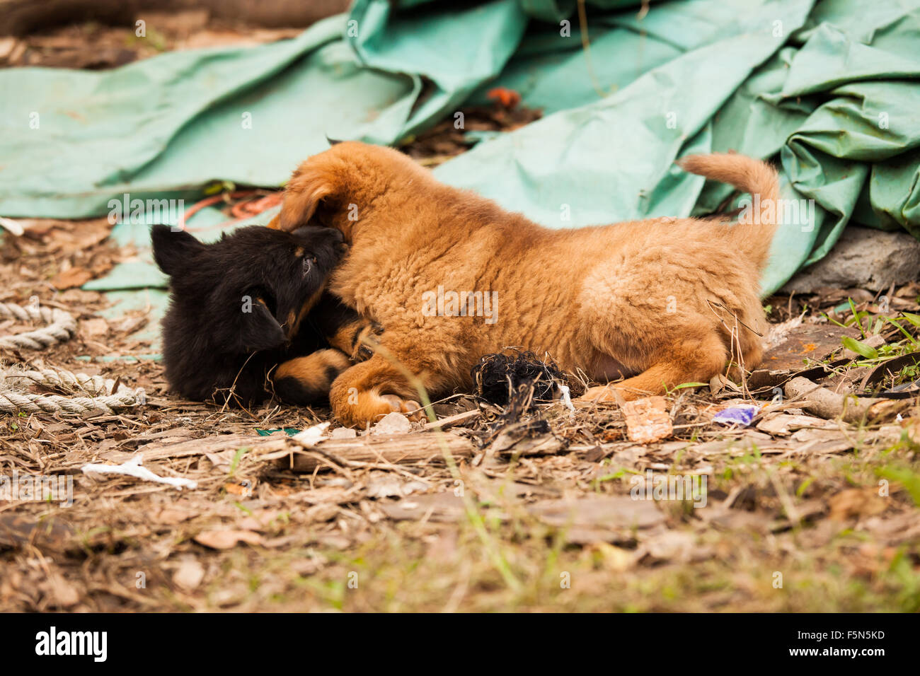 Cute stray puppies playing Stock Photo - Alamy