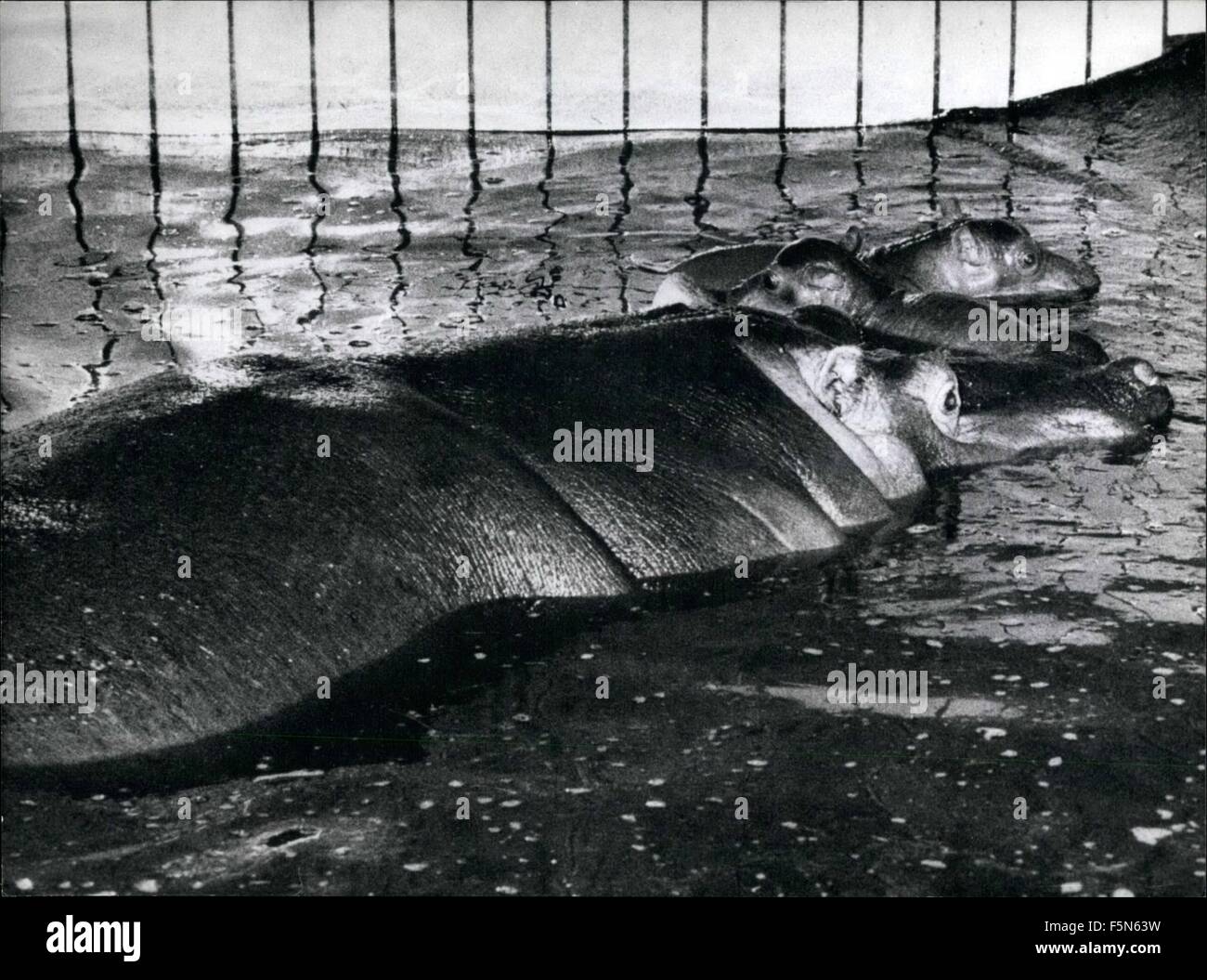 1979 - Sensation In The Zoo Of Cologne/West-Germany: A Hippopotamus ...