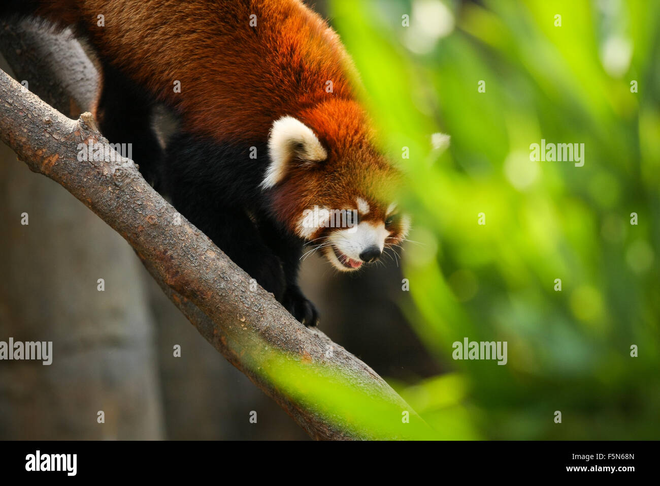 Red panda climbing on tree Stock Photo - Alamy