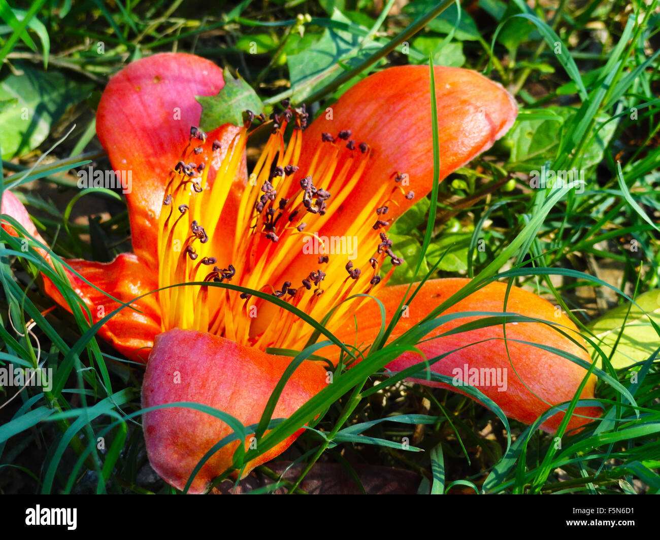 Kapok flower hi-res stock photography and images - Alamy