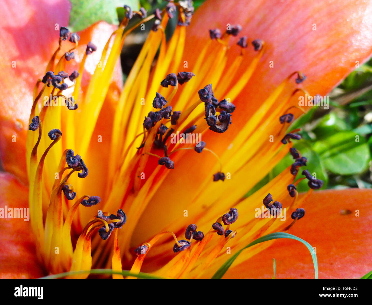 Kapok flower hi-res stock photography and images - Alamy