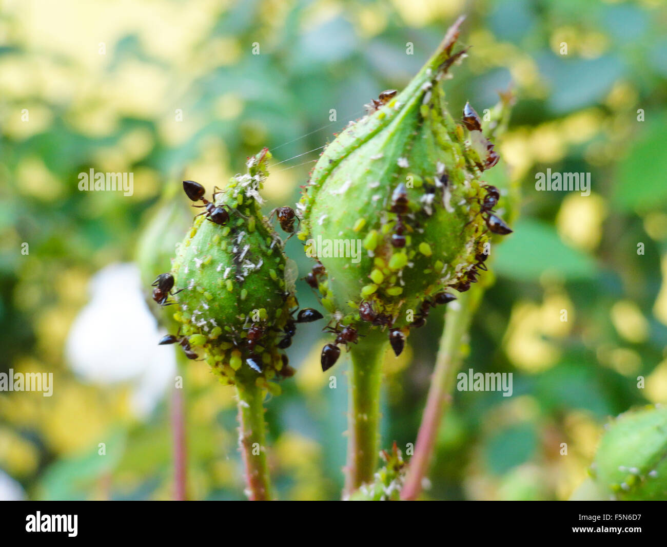 Ants food hi-res stock photography and images - Alamy