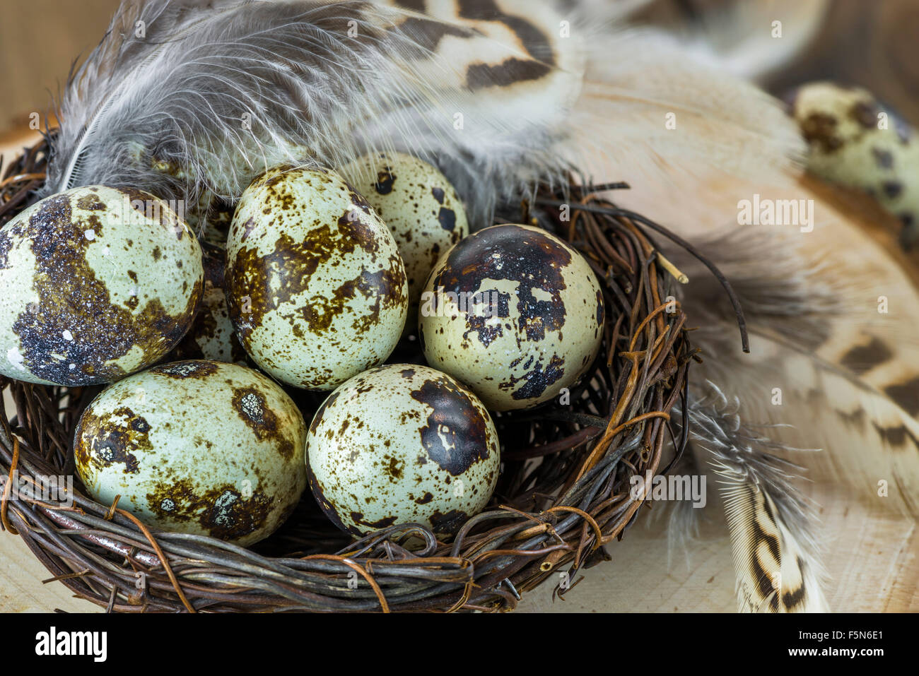 Soft nest hi-res stock photography and images - Alamy