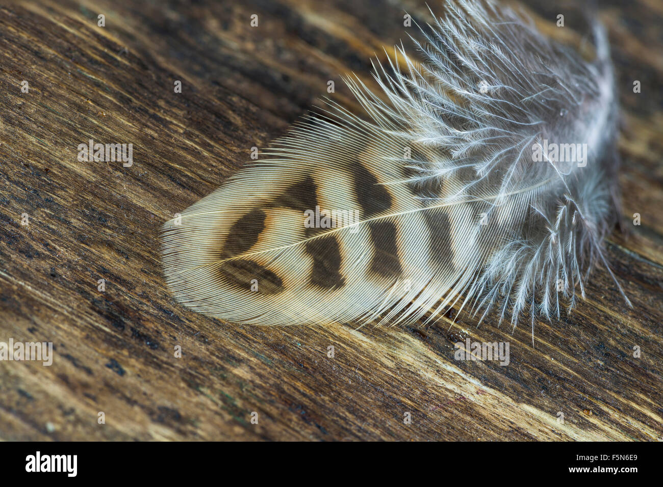 A single feather on wooden background - closeup with selective focus ...
