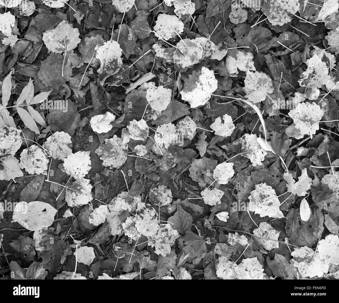Monochrome leaf patterns and shapes for use as a background and texture ...