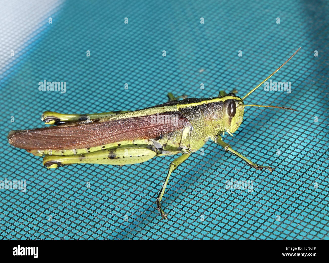 Grass hopper locust beside a pool of a vacation villa in Florida ...