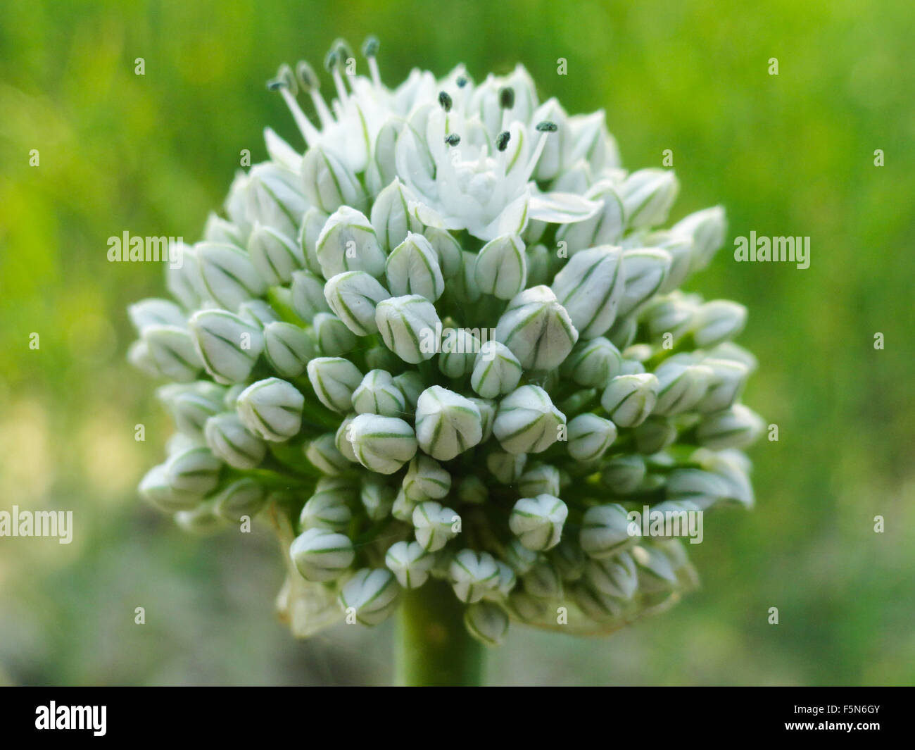 Small Flower Bud With Green and White Close Up Stock Photo - Alamy