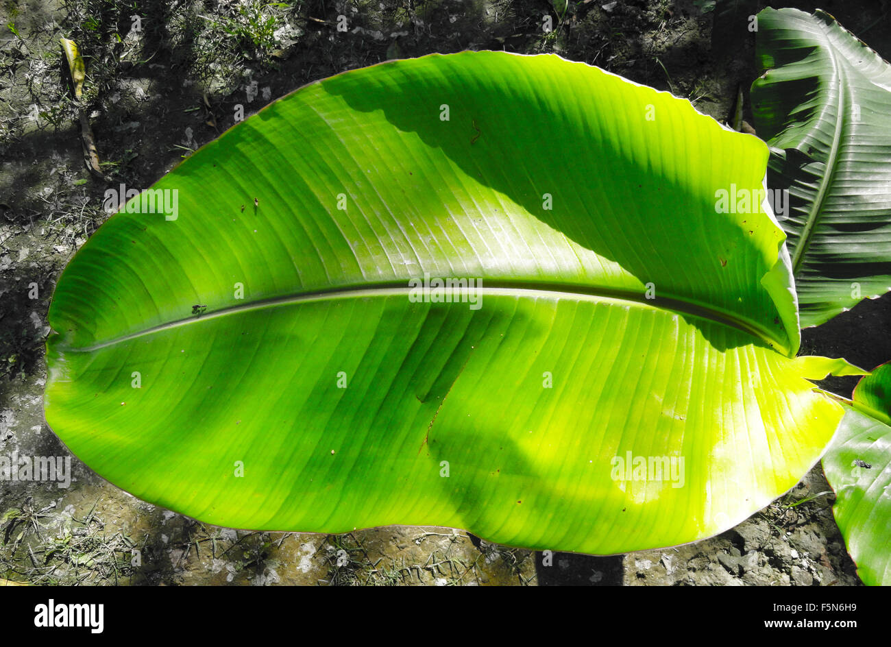 Abstract banana leaf stem detail hi-res stock photography and images ...