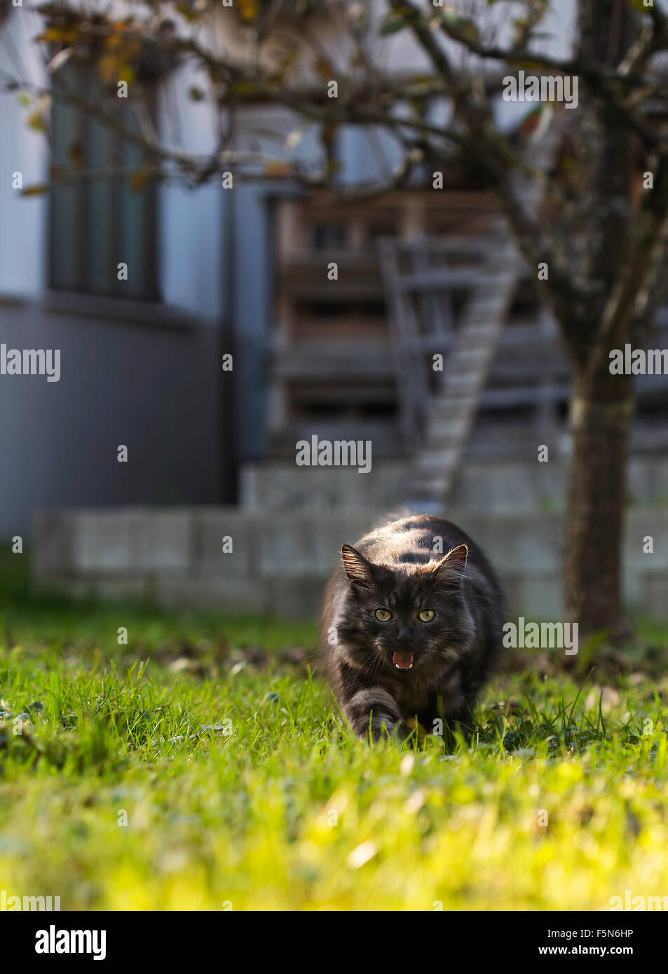 Domestic cat is feeling angry at something Stock Photo - Alamy