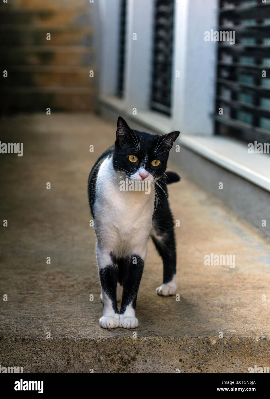 Cat is very curious, and standing still Stock Photo - Alamy