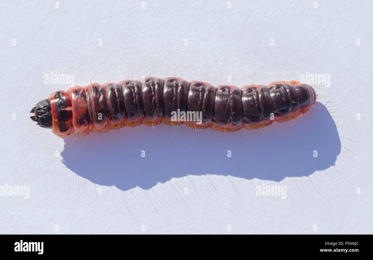 Cossus cossus known as the goat moth Stock Photo - Alamy