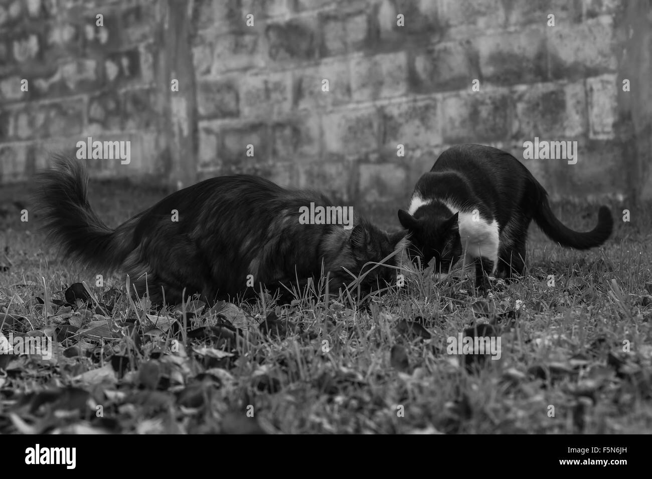 Nosy cats are searching for something Stock Photo - Alamy