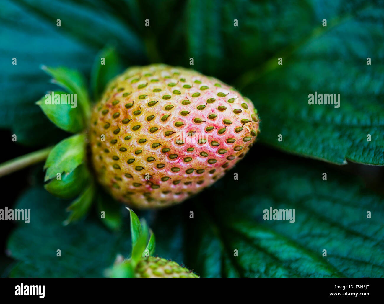 Not fully grown strawberry close up Stock Photo - Alamy