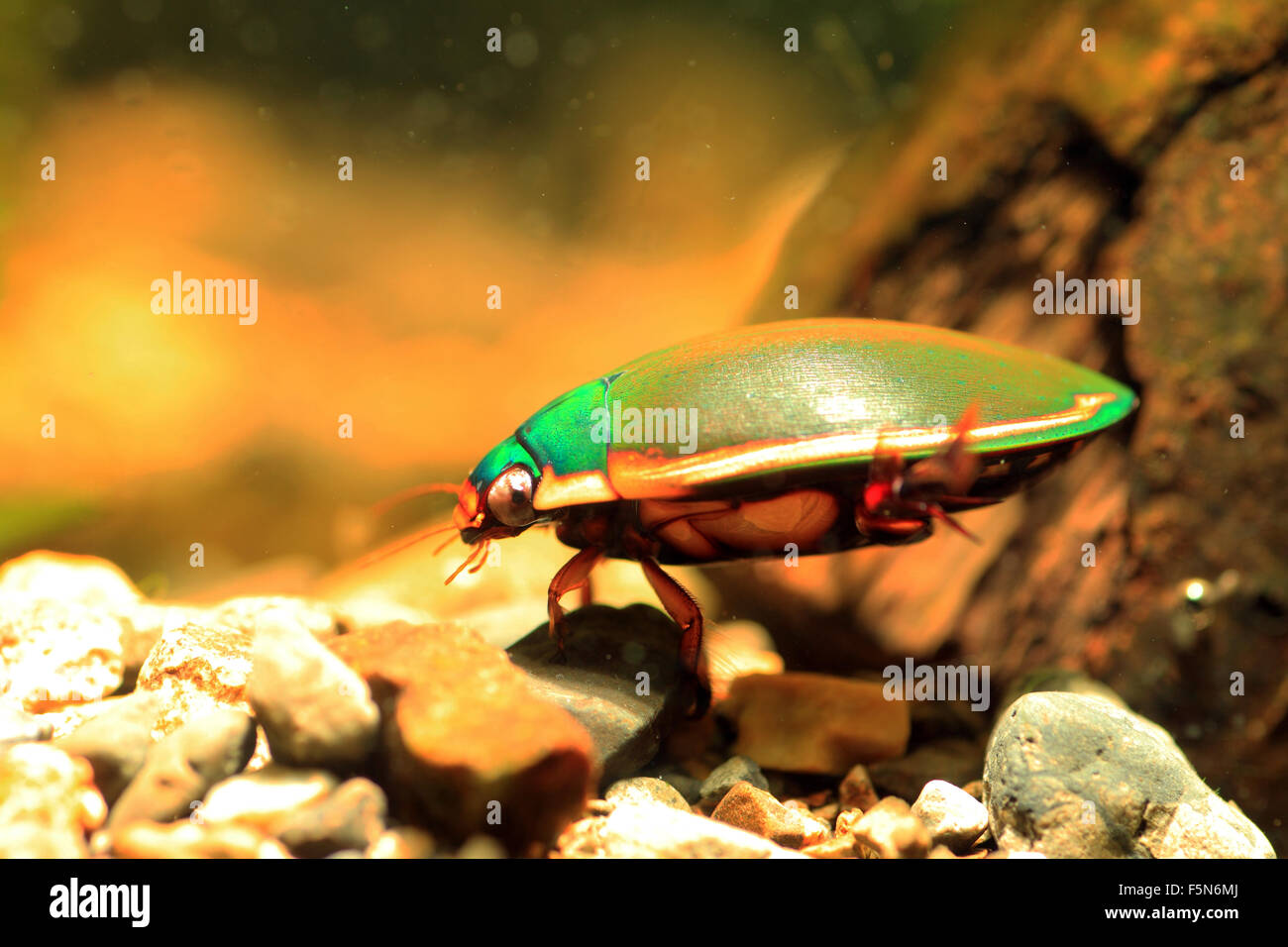 Ryukyu Diving beetle (Cybistrini rugosus) in japan Stock Photo - Alamy