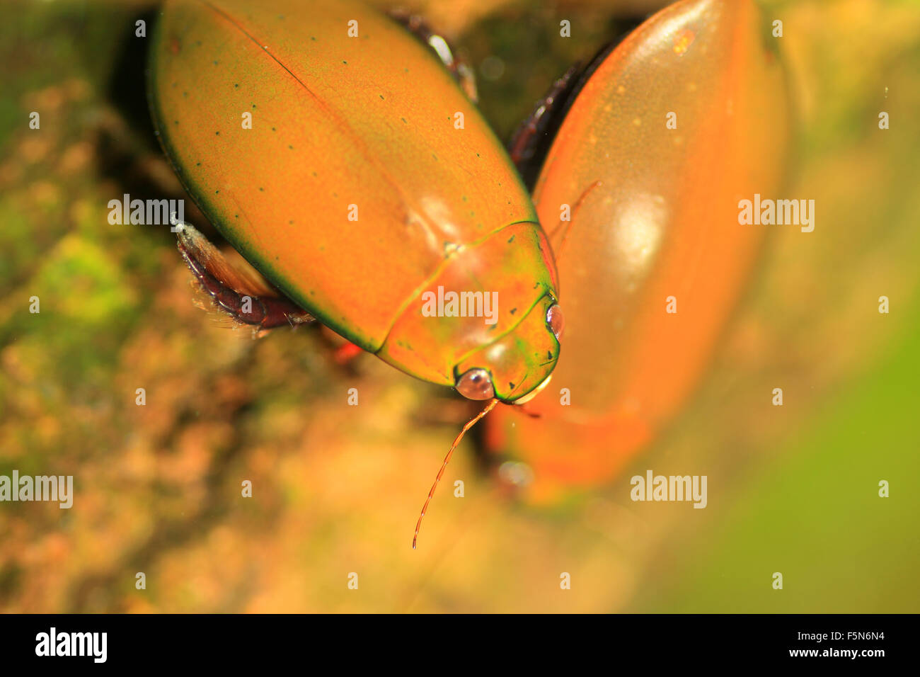 Cybister sugillatus diving beetle in Ryukyu Island,Japan Stock Photo ...