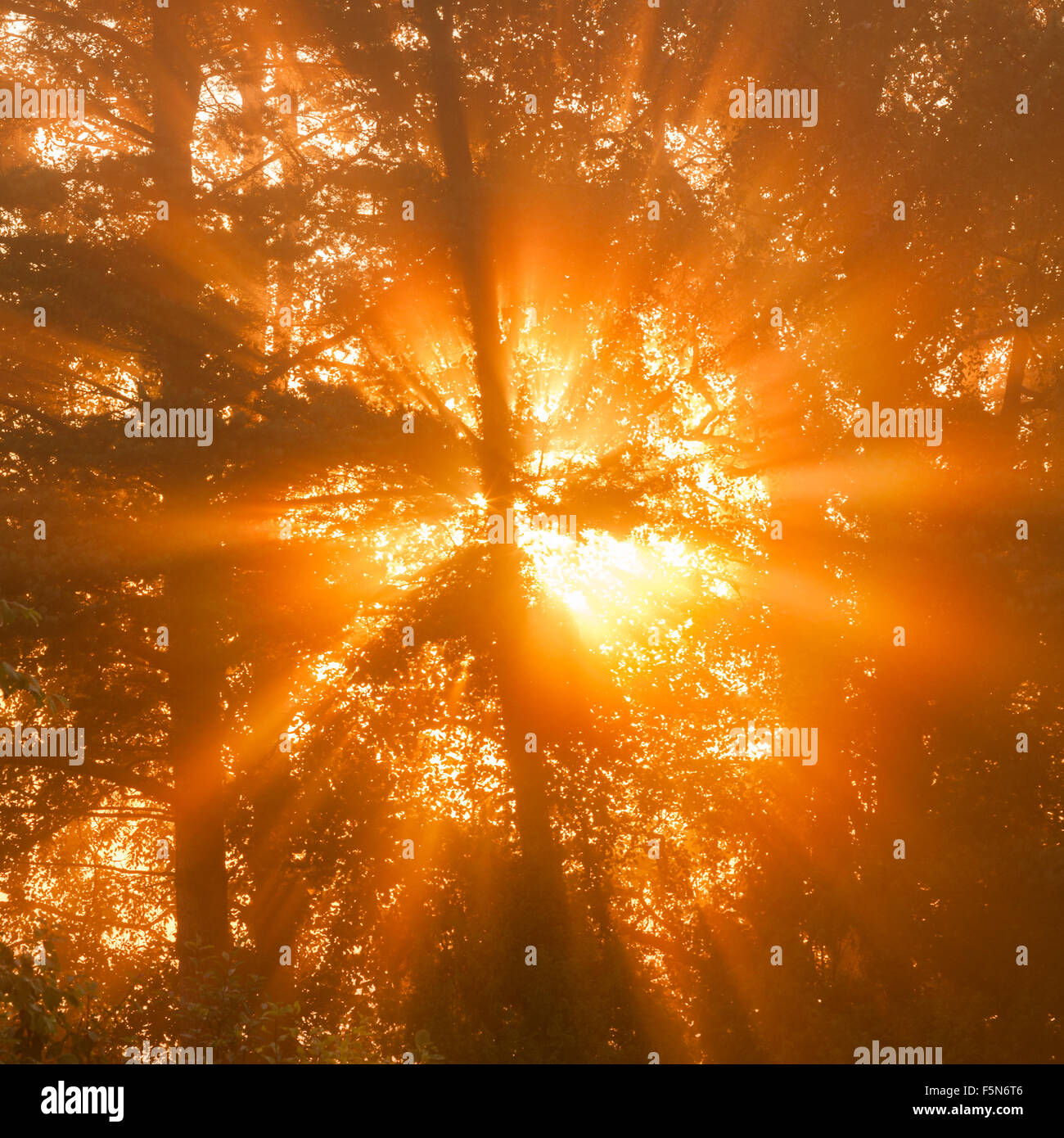 Sunbeams through tree in morning fog details Stock Photo - Alamy