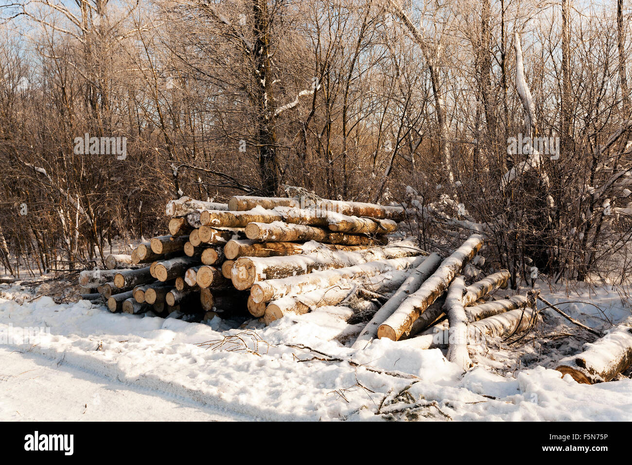 timber in the winter Stock Photo - Alamy