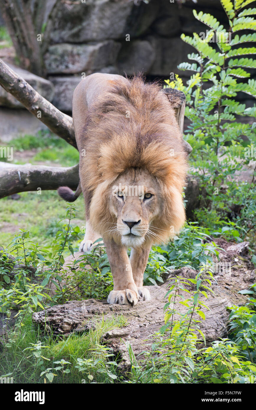 African lion (Panthera leo Stock Photo - Alamy