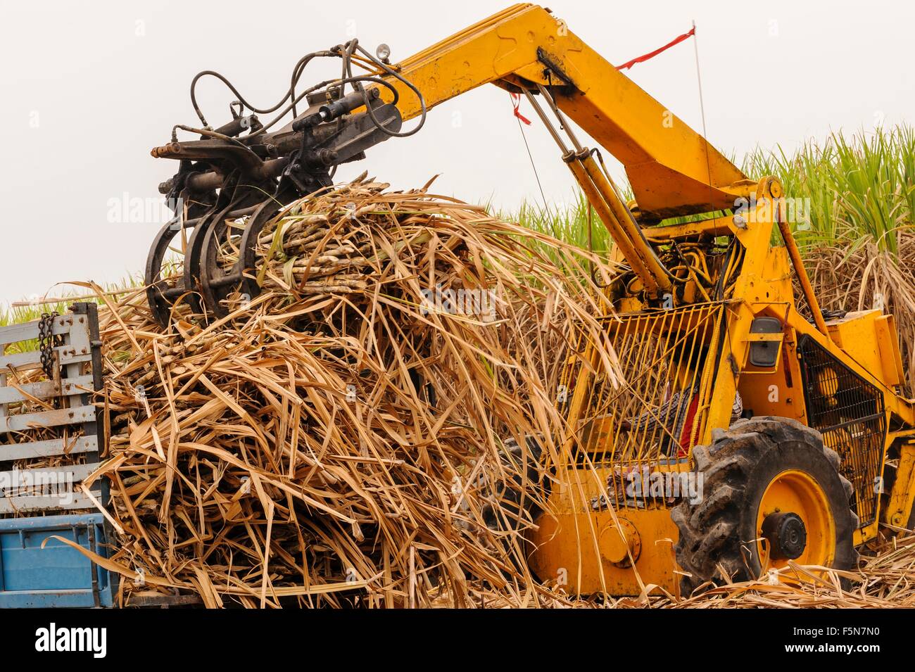 Caribbean sugar cane farming hi-res stock photography and images - Alamy