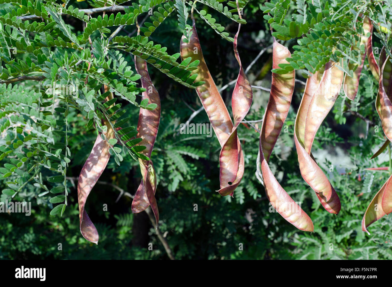 Pea bean envelope hi-res stock photography and images - Alamy